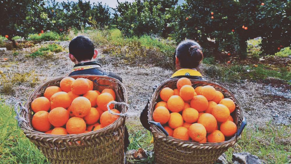Fighting Food Waste: Saving Hubei's Blood Oranges | DBS Bank