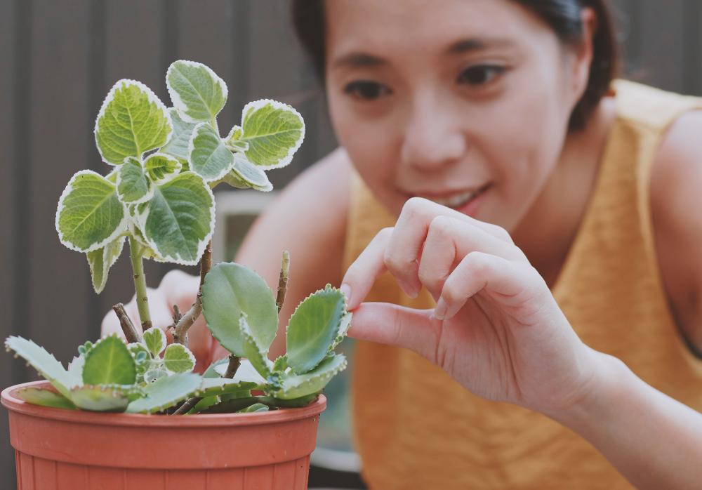 Plant Parenting Tips: Common Problems | DBS Bank